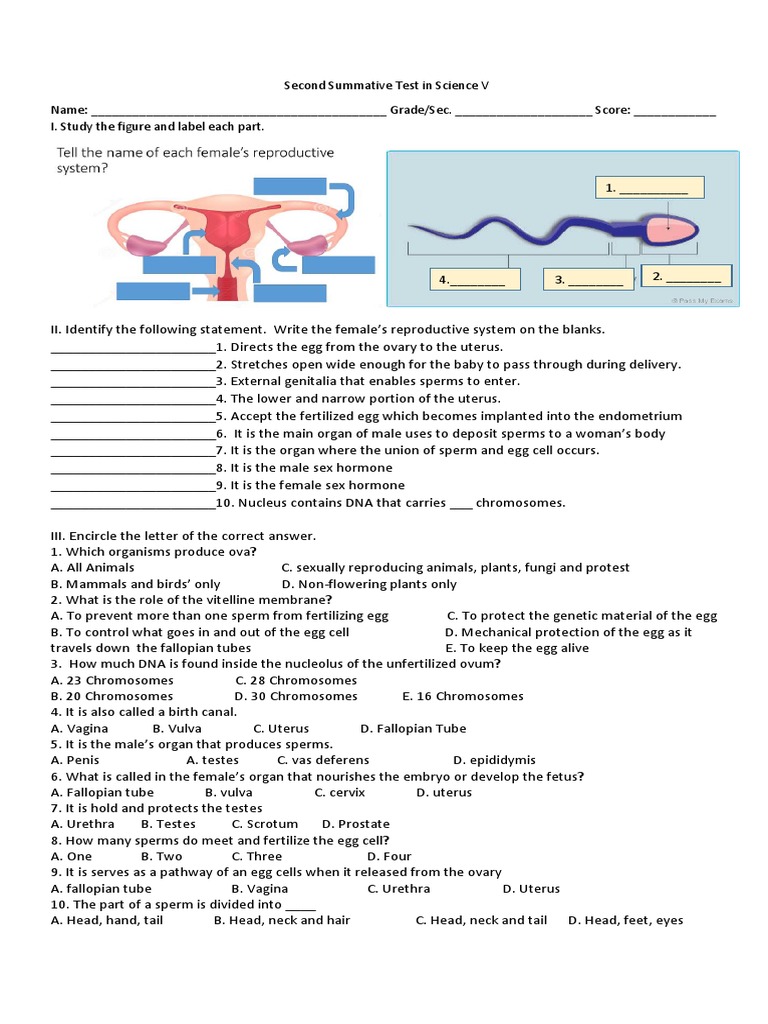 Understanding Reproductive Systems: A Summative Assessment on the ...
