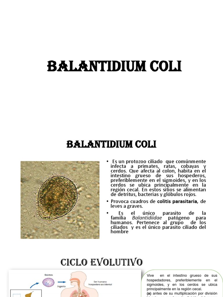 Balantidium Coli | PDF | Diarrea | Microbiología