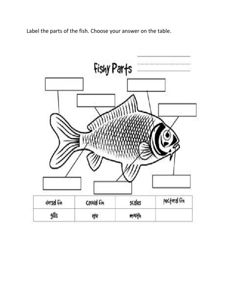 Label The Parts of The Fish | PDF
