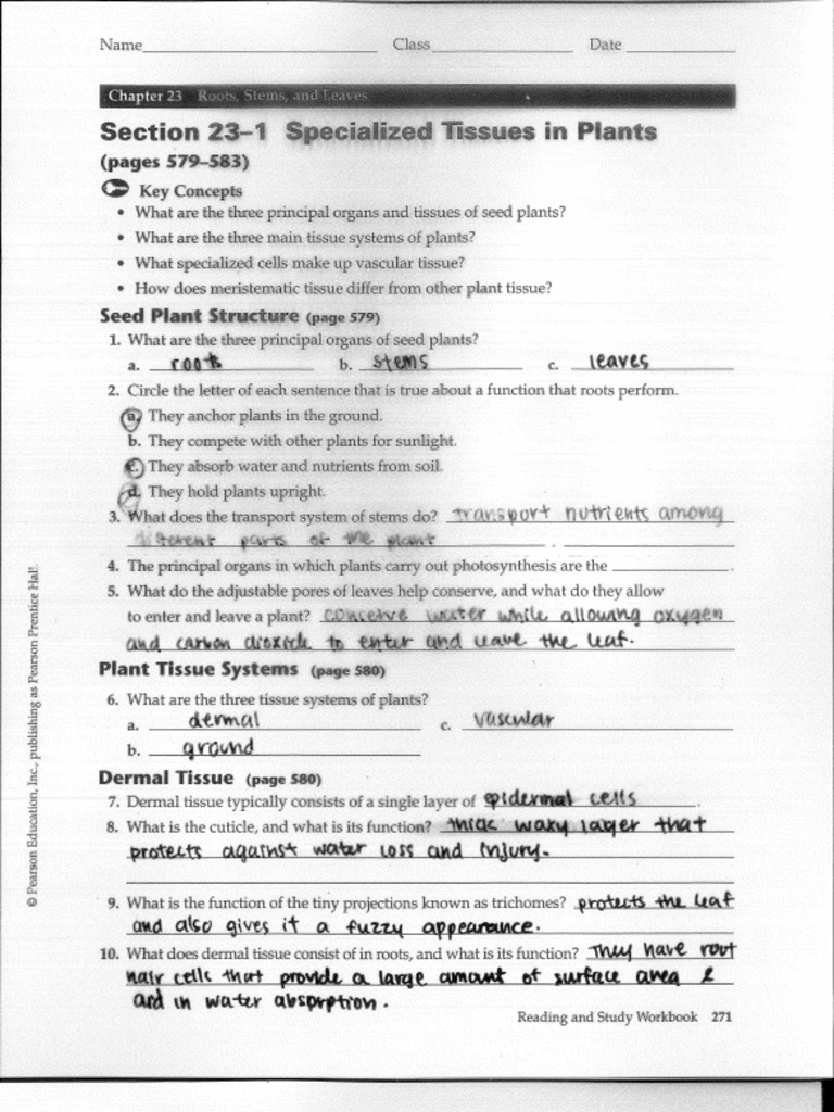 plant-tissue-notes-1-pdf
