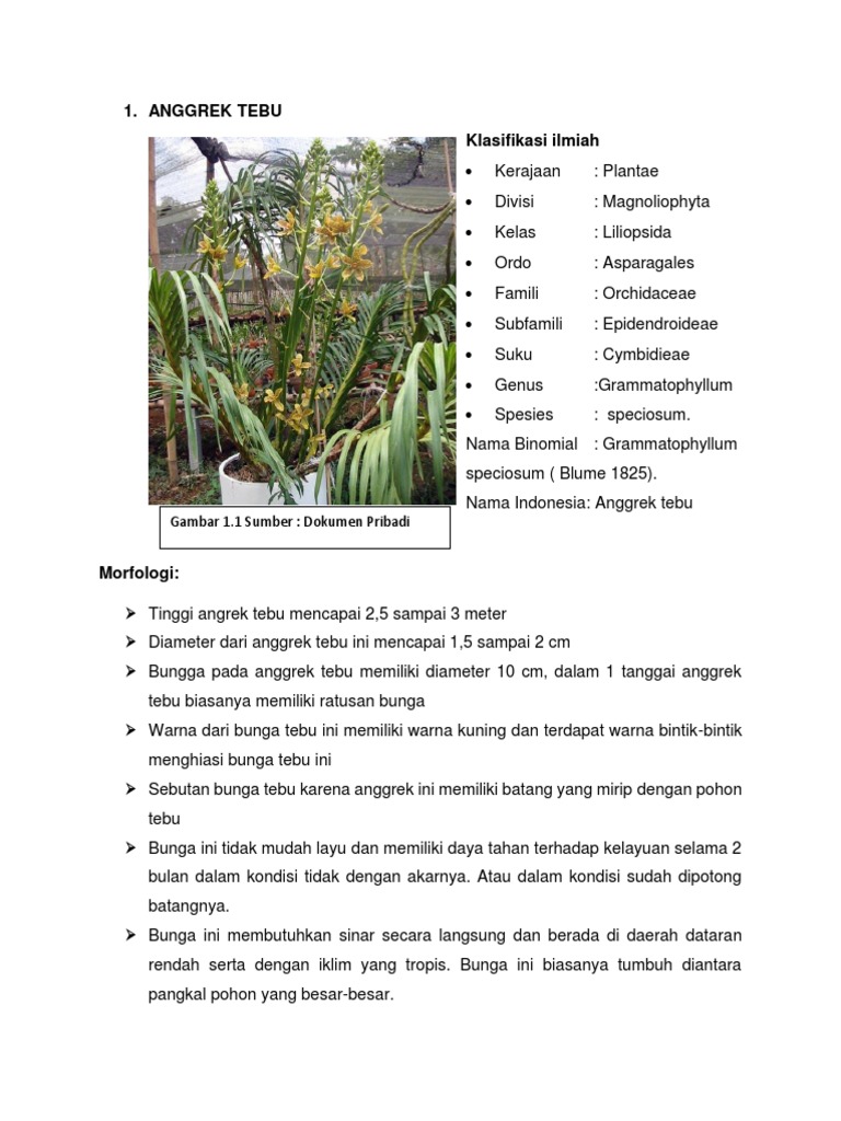 Anggrek Tebu & Sendok | PDF