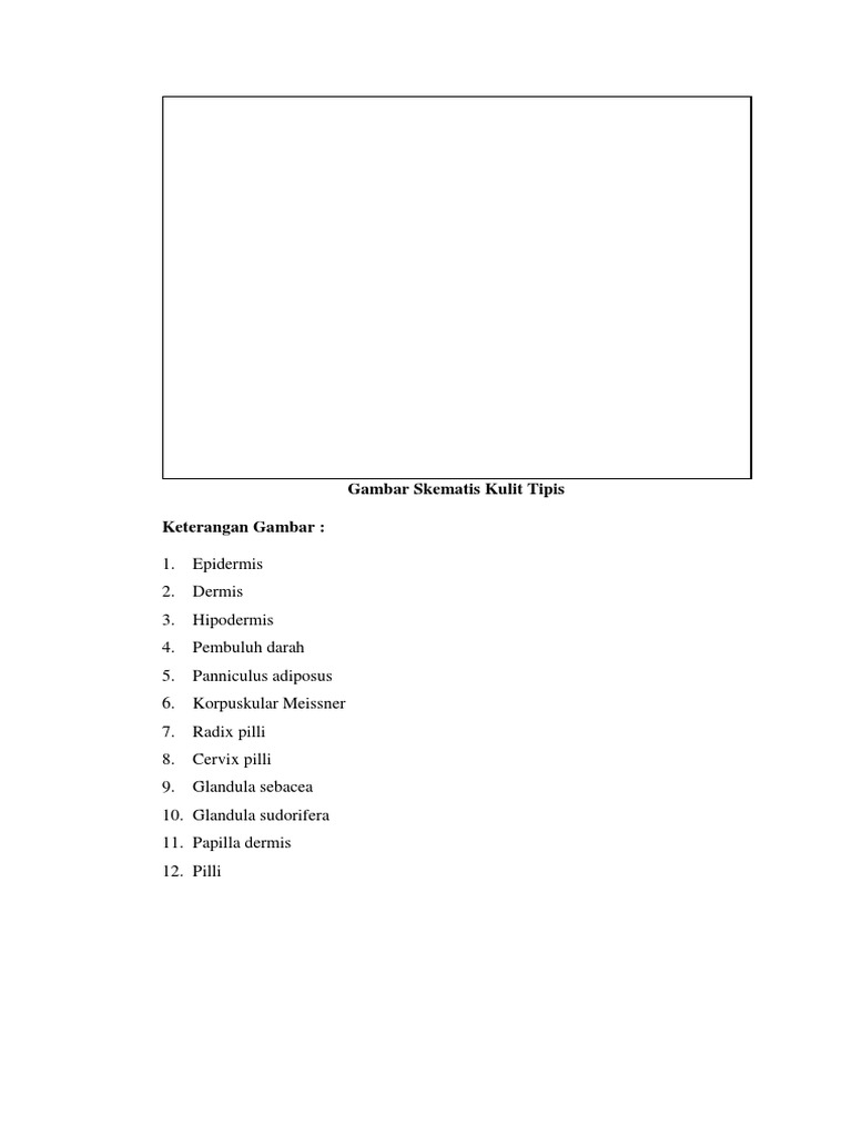 Gambar Skematis Kulit Tipis Keterangan Gambar | PDF | Epithelium ...