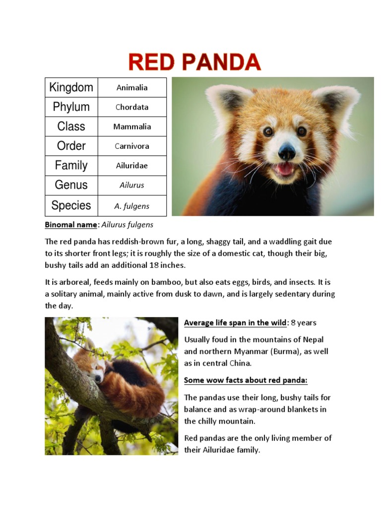 Kingdom Phylum Class Order Family Genus Species: Ailurus A. Fulgens ...