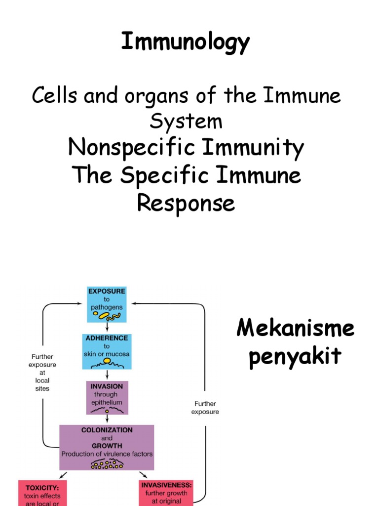 Immunology: Cells and Organs of The Immune System | PDF | Major ...