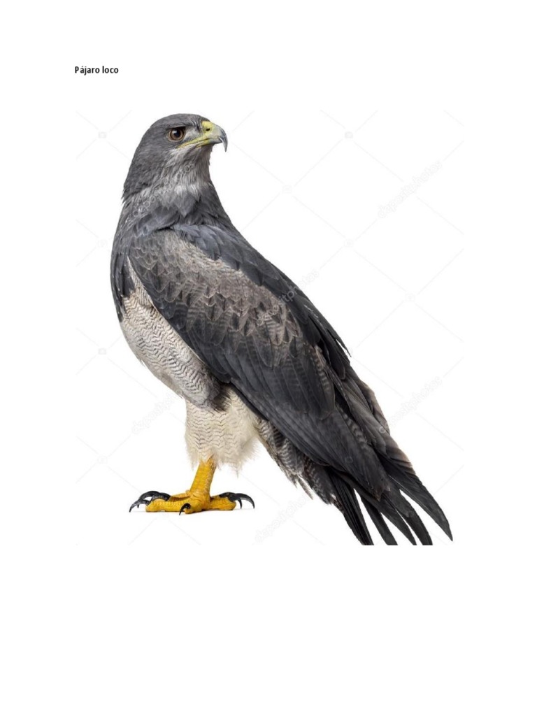 Pájaro Loco | PDF