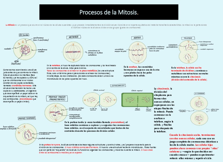 Procesos de La Mitosis | PDF | Mitosis | Ciencias de la vida