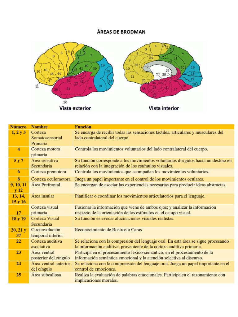 Áreas de Brodman | PDF | Lóbulo temporal | Las emociones