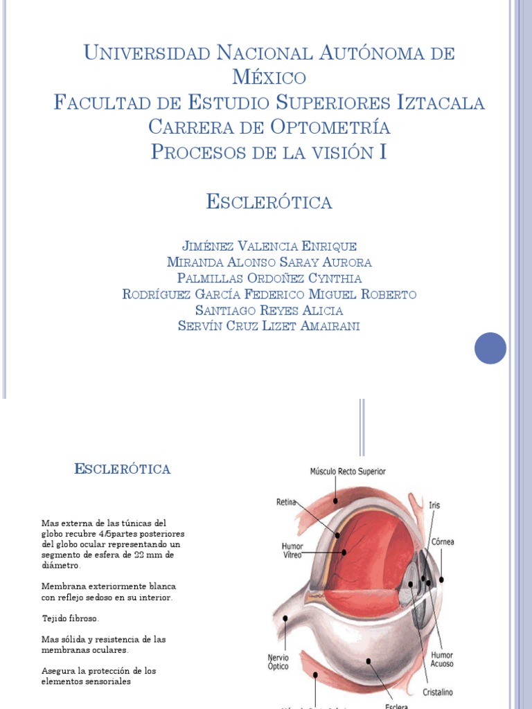 Esclera | PDF | Artería | Ojo humano