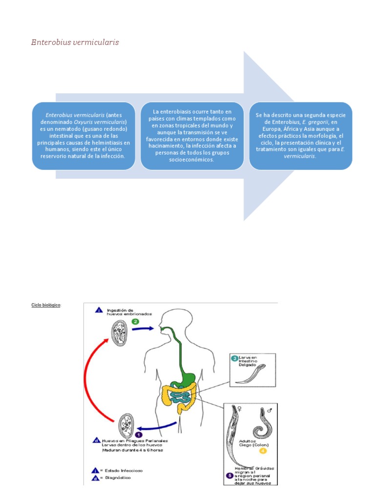 Enterobius Vermicularis Mapas | PDF | Medicina CLINICA | Salud pública