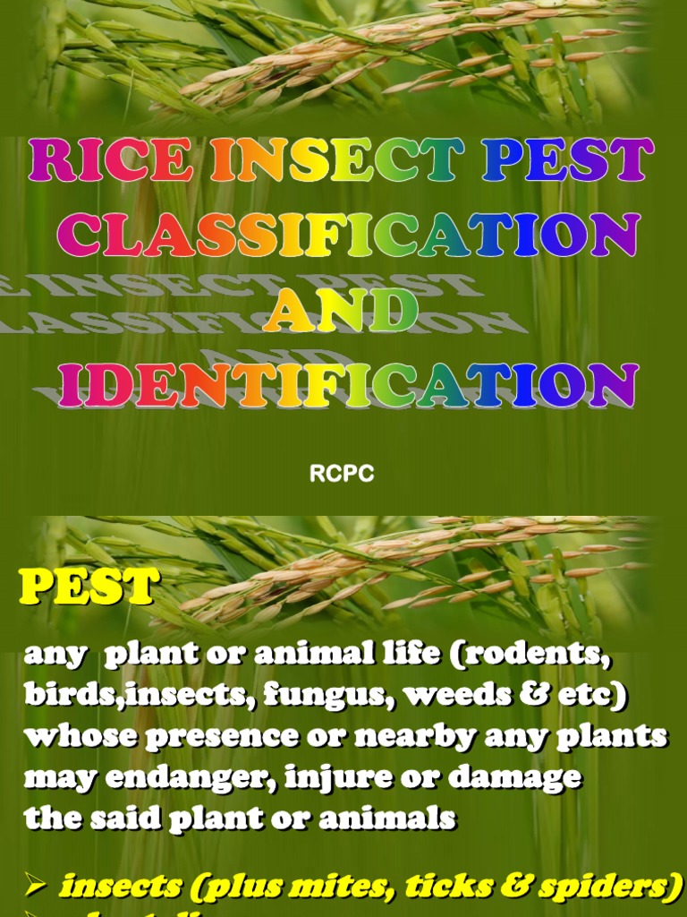 Rice Insect Pest, Classification and Identification | Download Free PDF ...