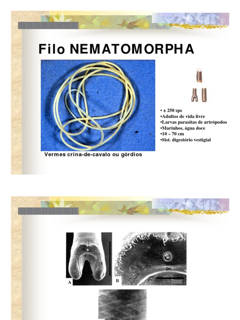Aula24 Nematomorpha | PDF