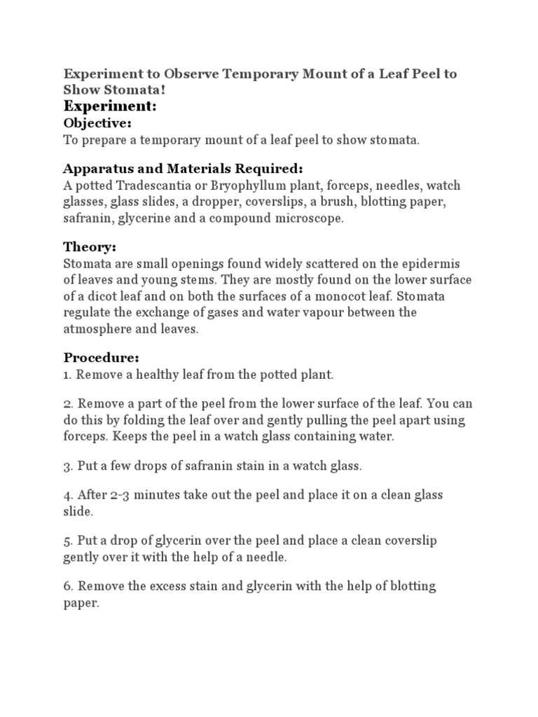 Experiment To Observe Temporary Mount of A Leaf Peel To Show Stomata ...
