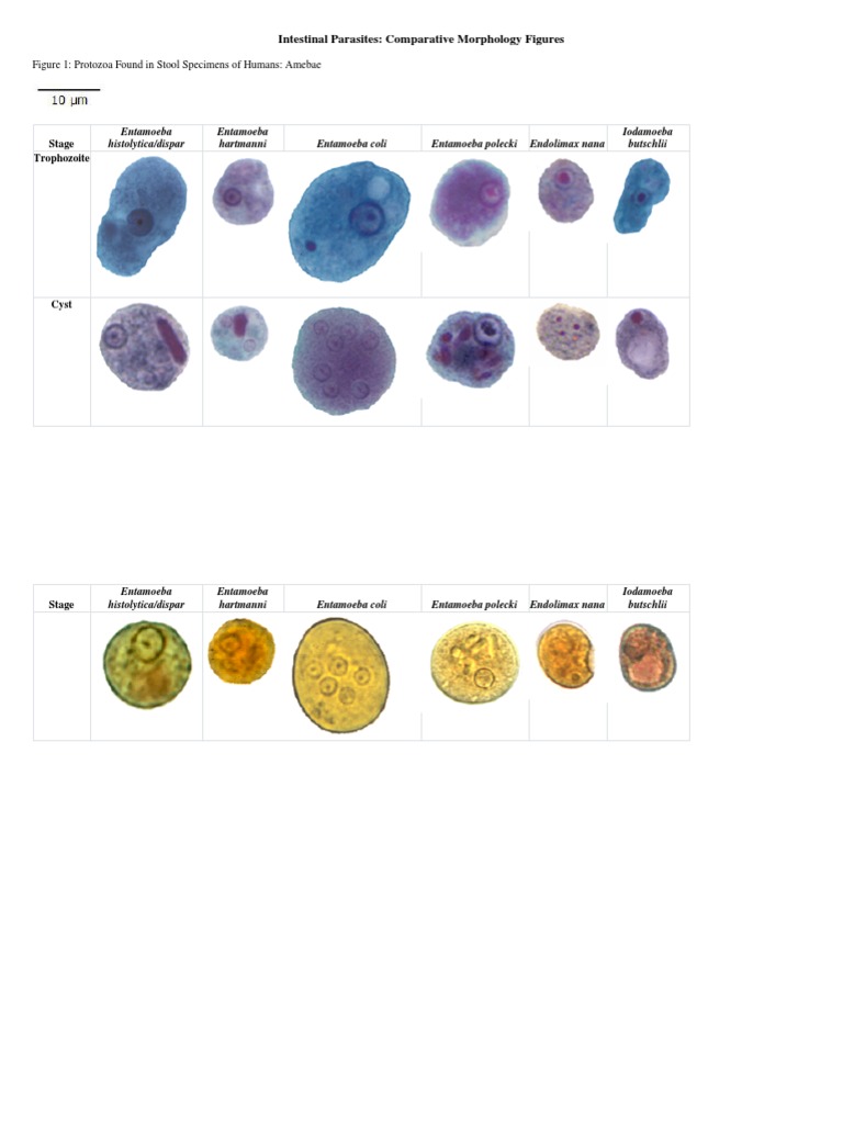 Intestinal Parasites: Comparative Morphology Figures | PDF | Parasites ...