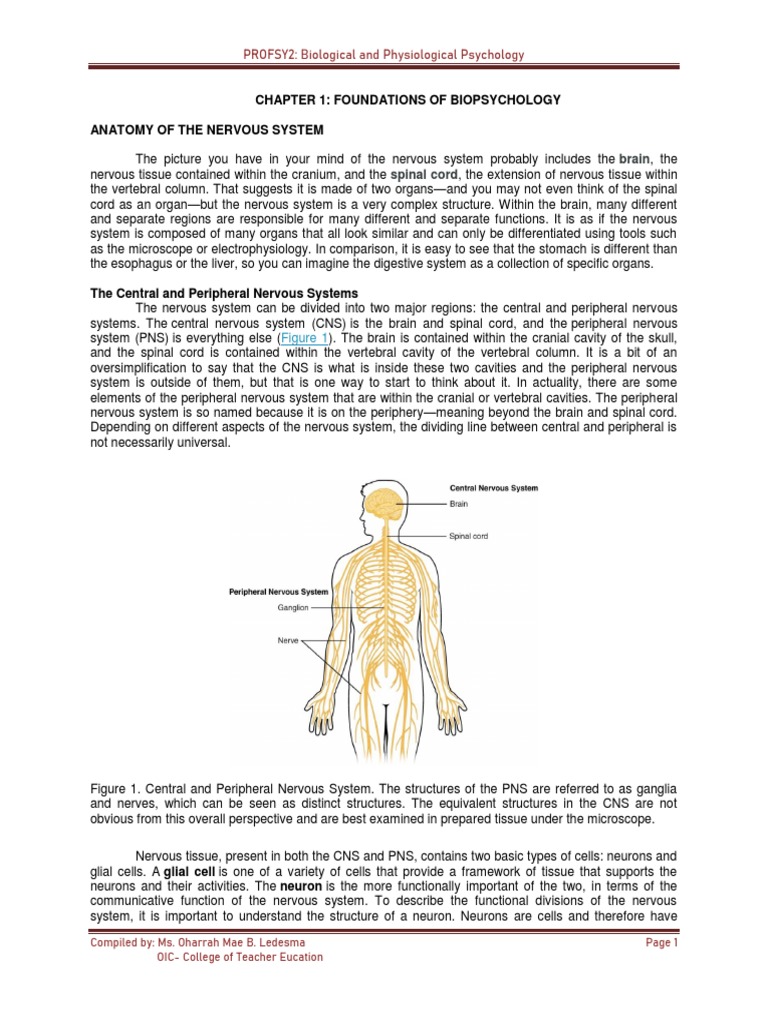 Bio and Physio | PDF | Nervous System | Central Nervous System