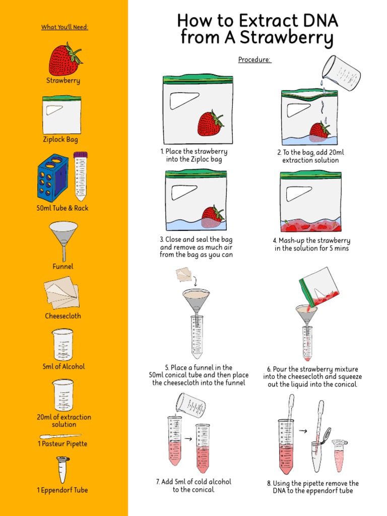 DNA Extraction from Strawberry Guide | PDF