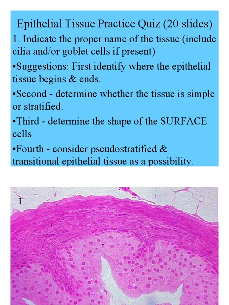Epithelial Microscope Slides Answers | PDF