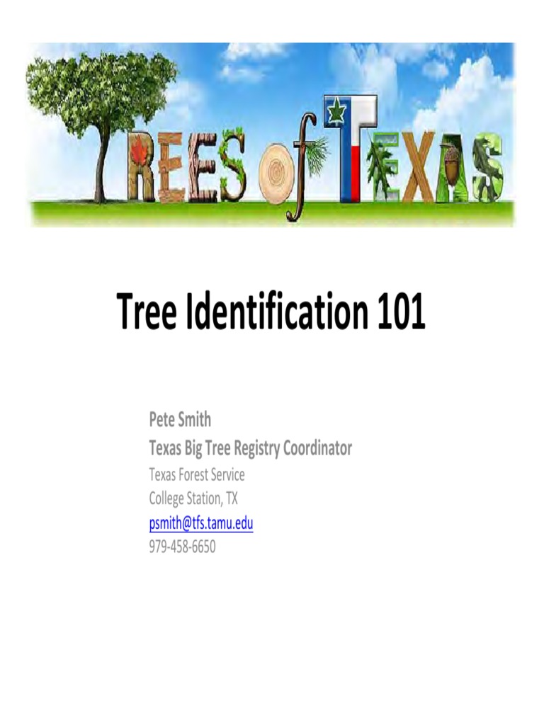Key To Texas Tree Species TFS | PDF | Leaf | Trees
