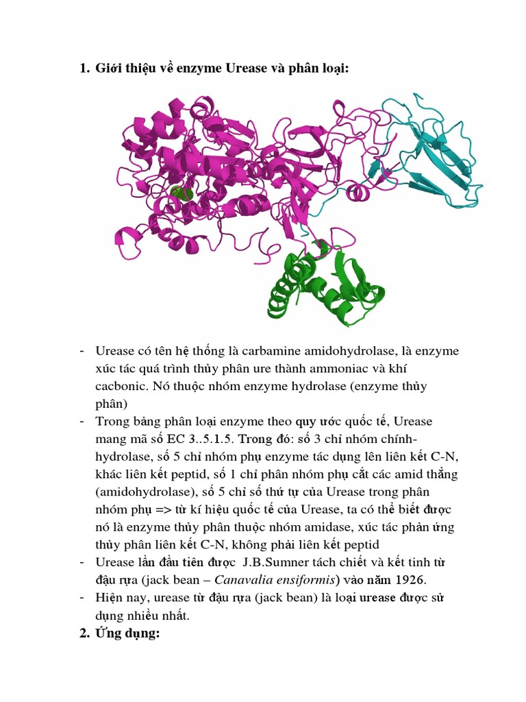 Giới thiệu về enzyme Urease và phân loại | PDF