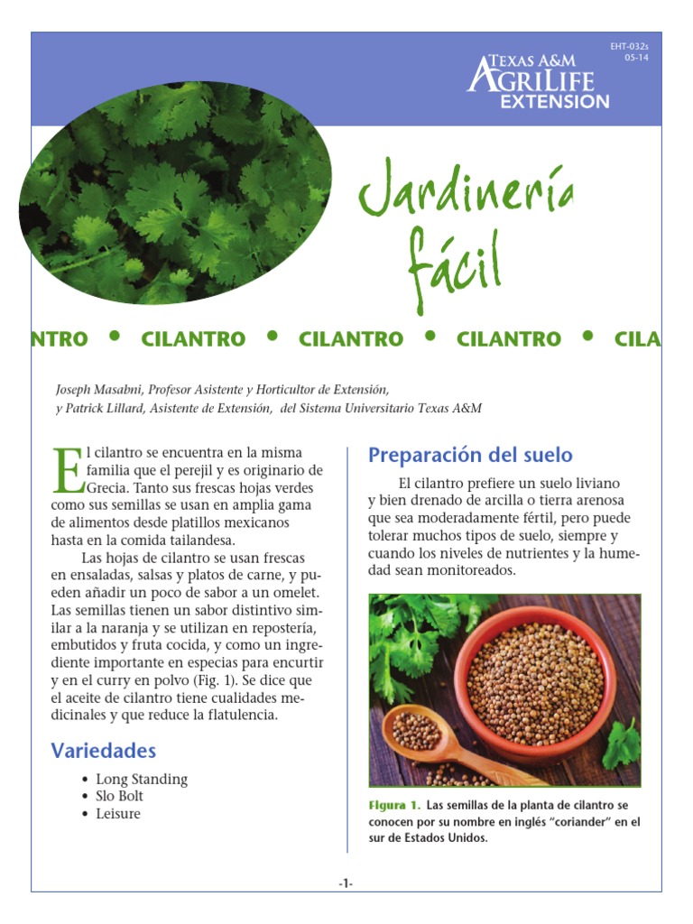 Cultivo y Cosecha de Cilantro | PDF | Cilantro | Alimentos