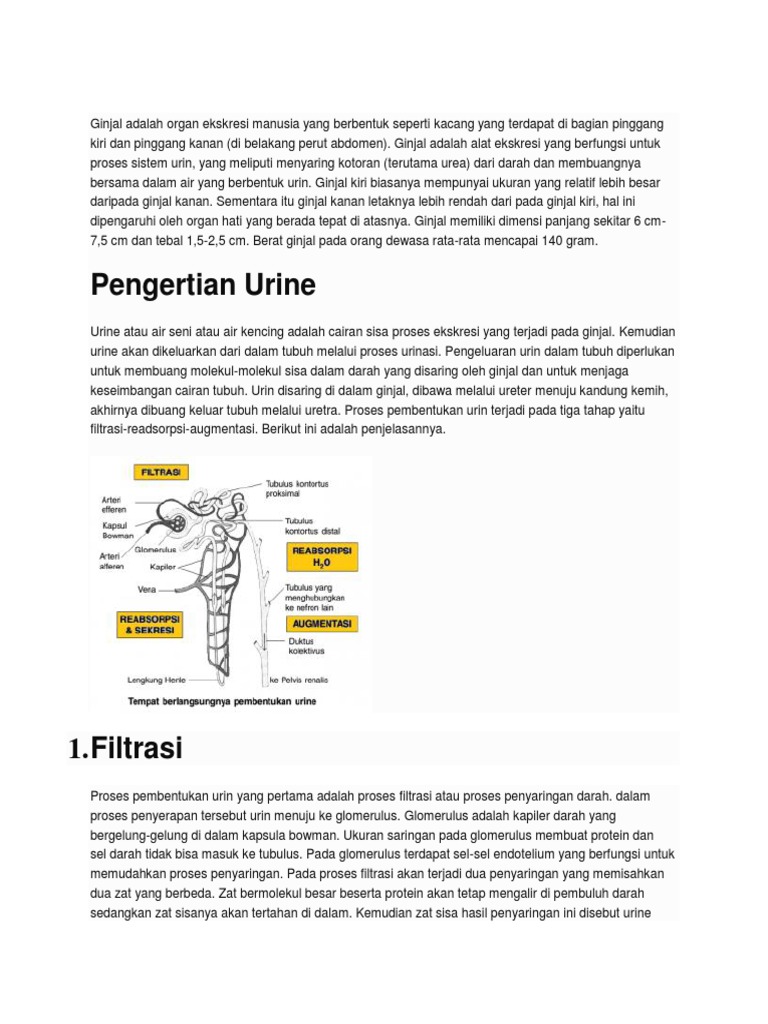 Proses Urin | PDF