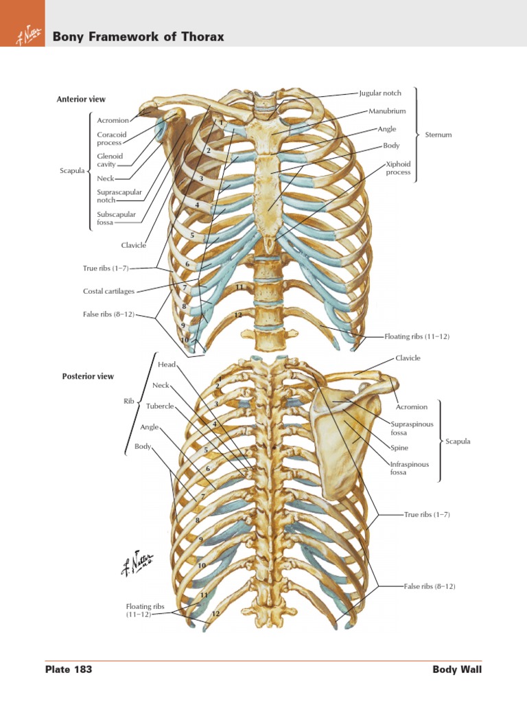 Sternum PDF | Download Free PDF | Human Anatomy | Thorax (Human Anatomy)
