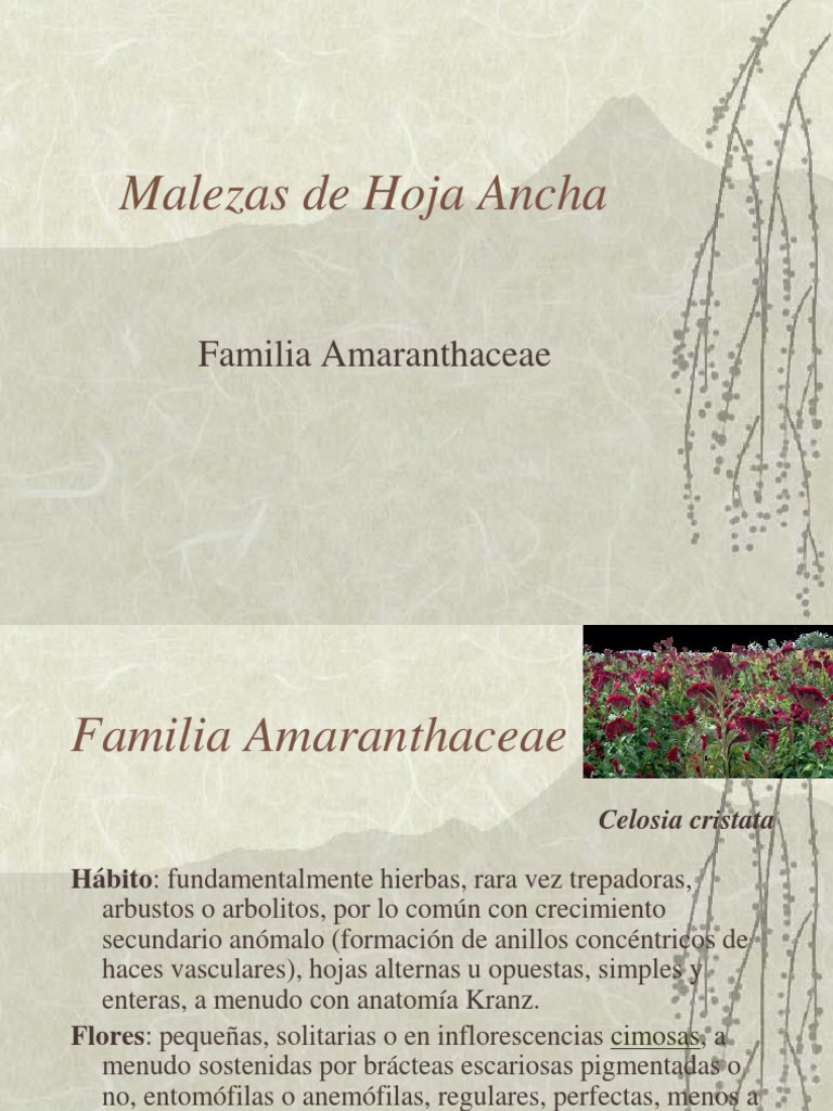 Guía de Malezas de Hoja Ancha | PDF | Agricultura | Ramas de la botánica