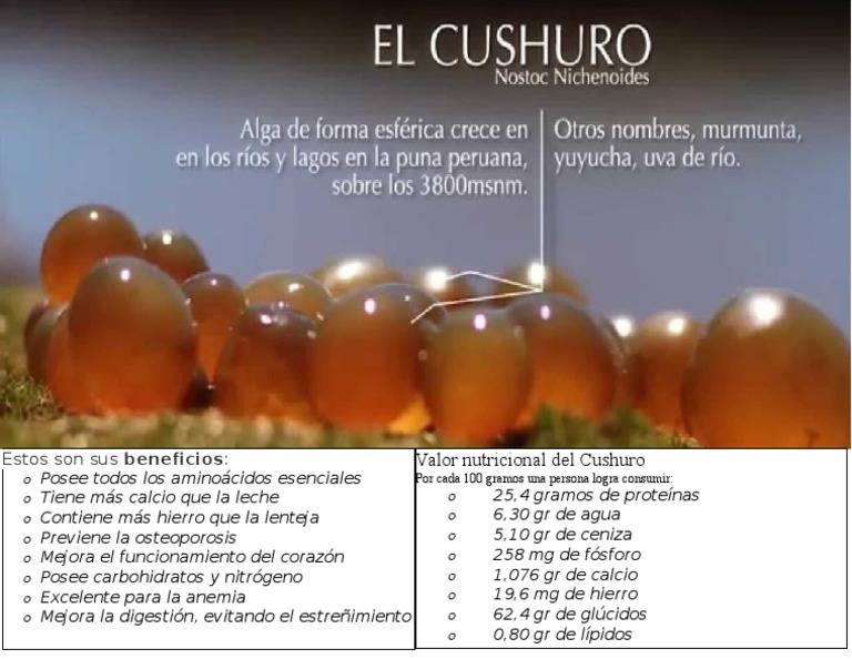 Valor Nutricional Del Cushuro: Estos Son Sus Beneficios | PDF
