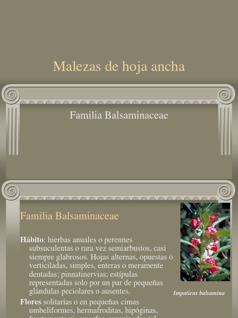 Malezas de Hoja Ancha - Balsaminaceae | PDF