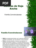 Malezas de Hoja Ancha - Amarantaceae | PDF | Agricultura | Ramas de la ...