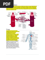 Pasos Quirúrgicos para La Cesárea Tipo Kerr | PDF | Abdomen | Seccion ...