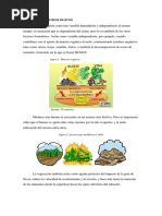 LITOSOLES | PDF | Suelo | Roca (geología)