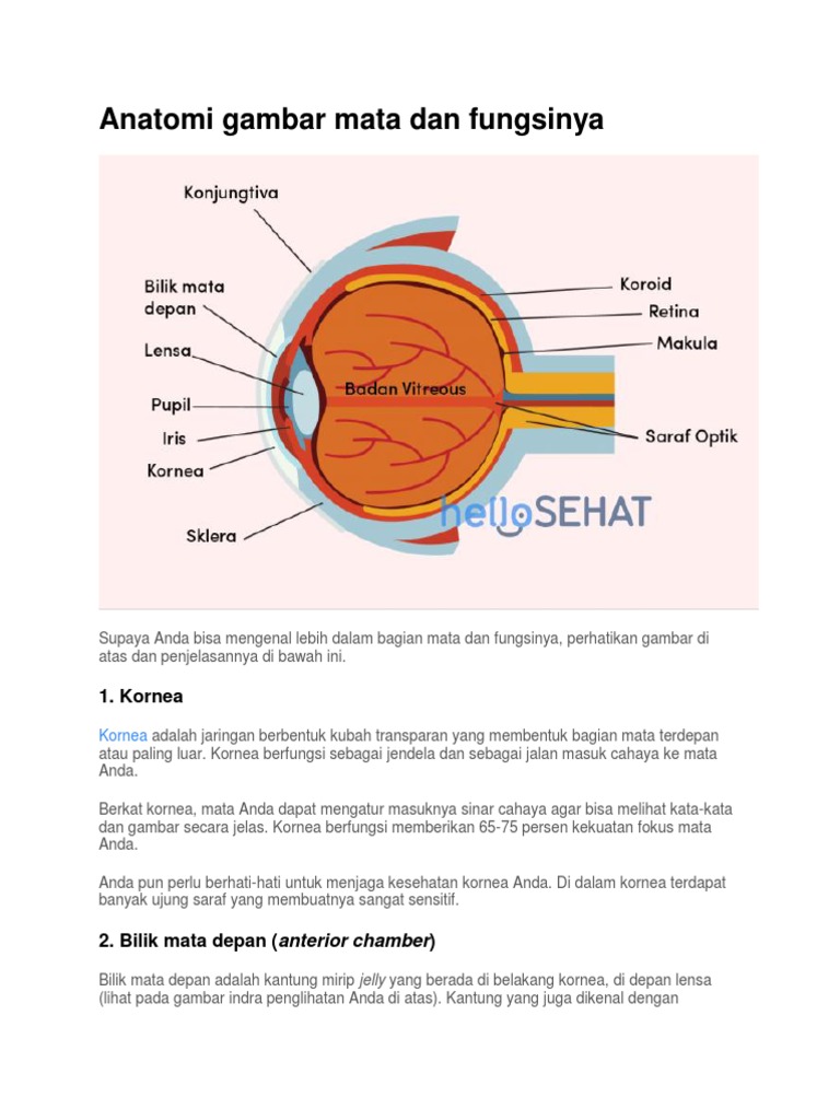 Anatomi Gambar Mata Dan Fungsinya | PDF