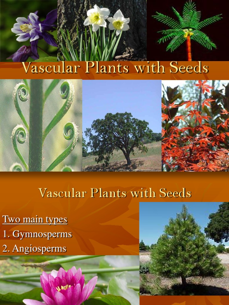 Vascular Plants with Seeds: Gymnosperms and Angiosperms | PDF | Leaf | Seed