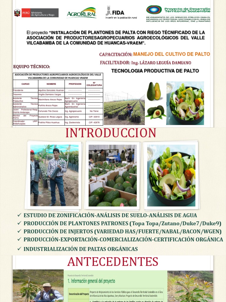Diapositiva Cap. Manejo Cultivo Palto | PDF | Fertilizante | Aguacate