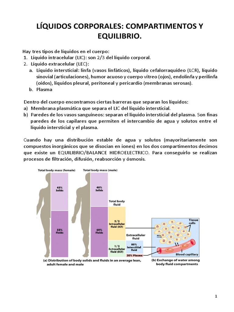 Líquidos Corporales | PDF | Ácido | Anatomia animal