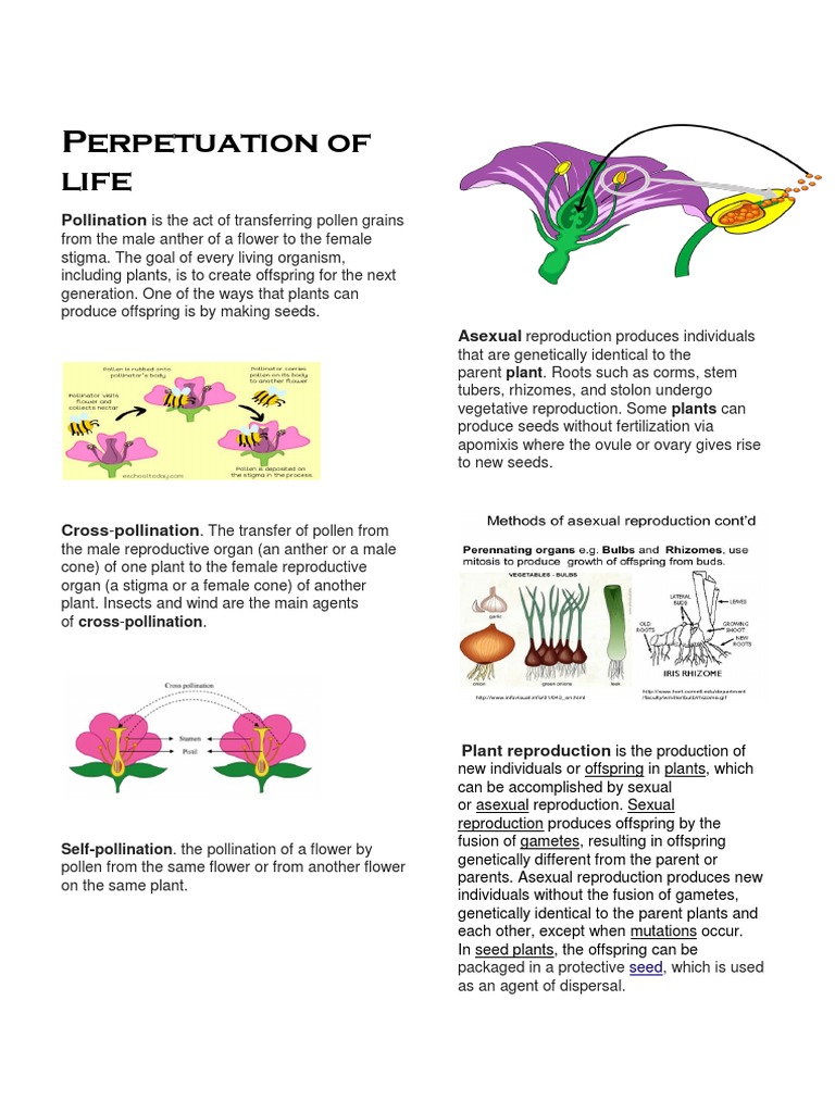 Perpetuation of Life | PDF | Plant Reproduction | Plants