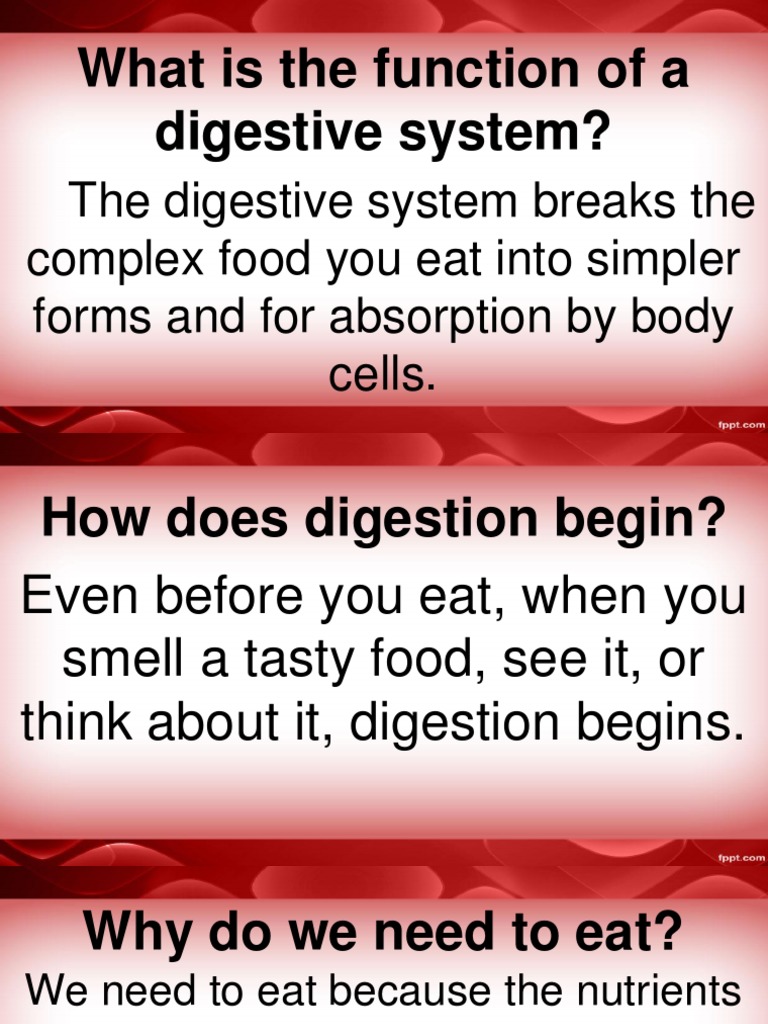 What Is The Function of A Digestive System | PDF | Blood Vessel | Human ...