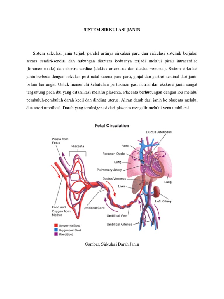 Sistem Sirkulasi Janin | PDF