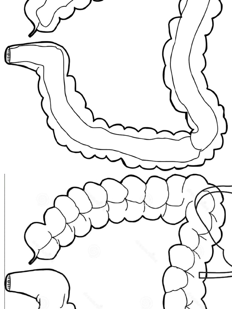 Cut Outs Digestive System | PDF