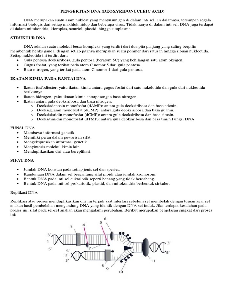 Pengertian Dna (Deoxyribonucleic Acid) | PDF