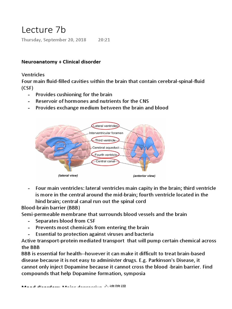 Lecture 7b | PDF | Dopamine | Schizophrenia