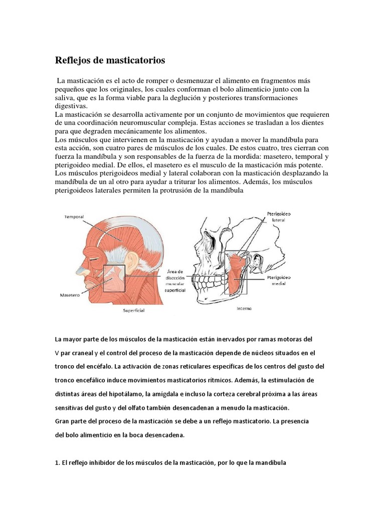 Reflejos y etapas de la masticación | PDF | Esófago | Anatomía humana