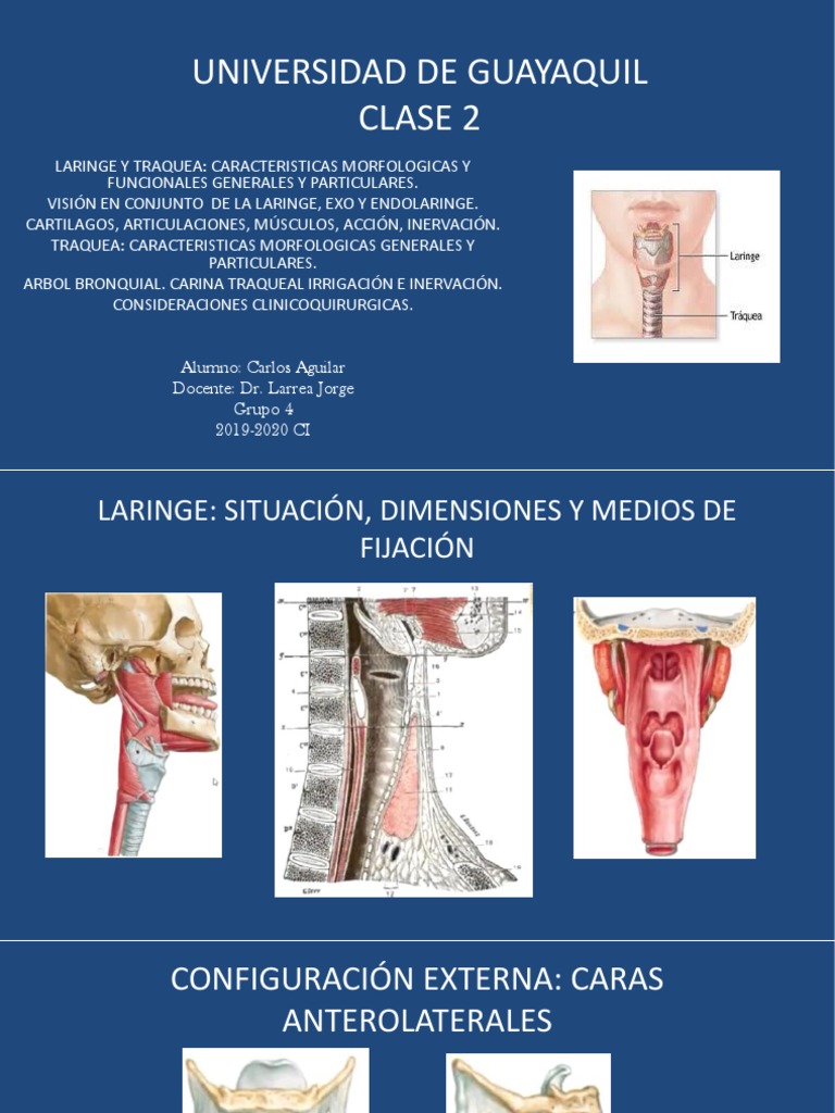 Anatomia 2... Clase 2.. Laringe y Traquea | PDF