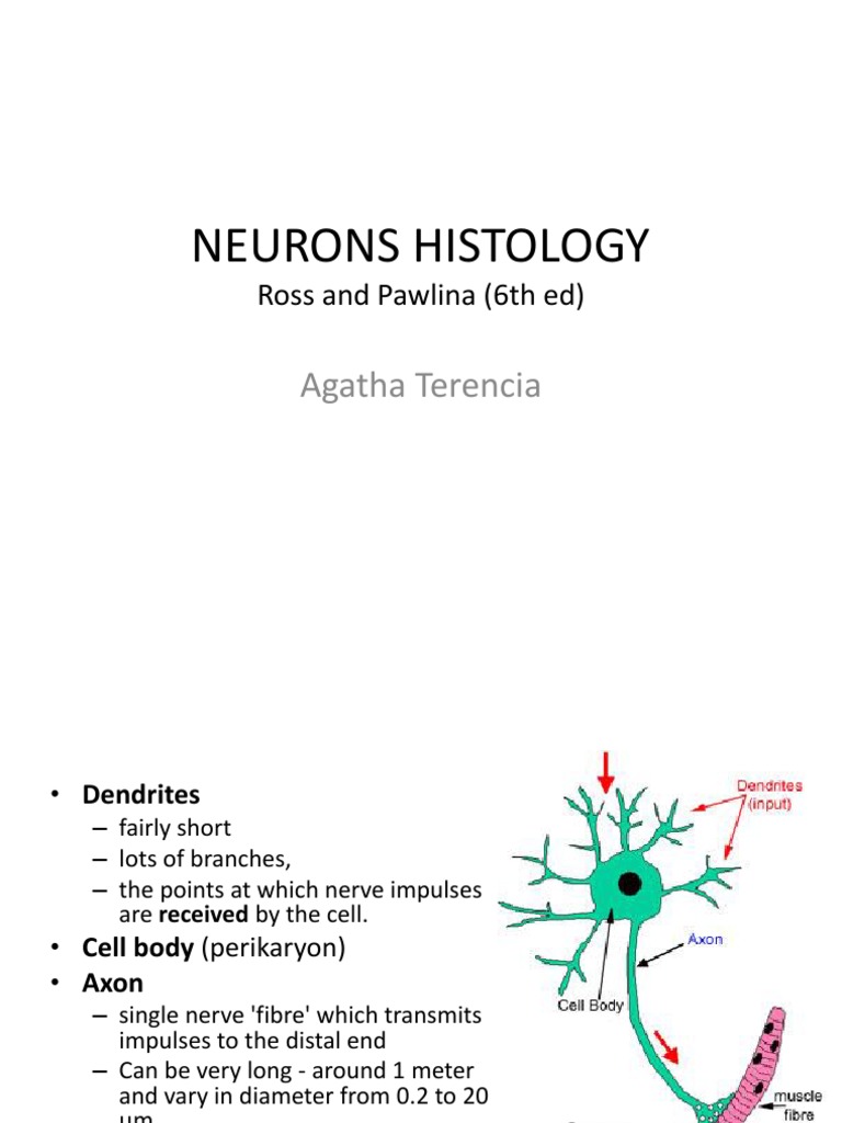 Neurons Histology | PDF | Chemical Synapse | Neuron