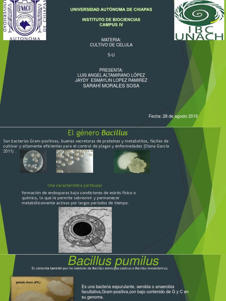 Bacillus Pumilus | PDF | Bacilo | Las bacterias