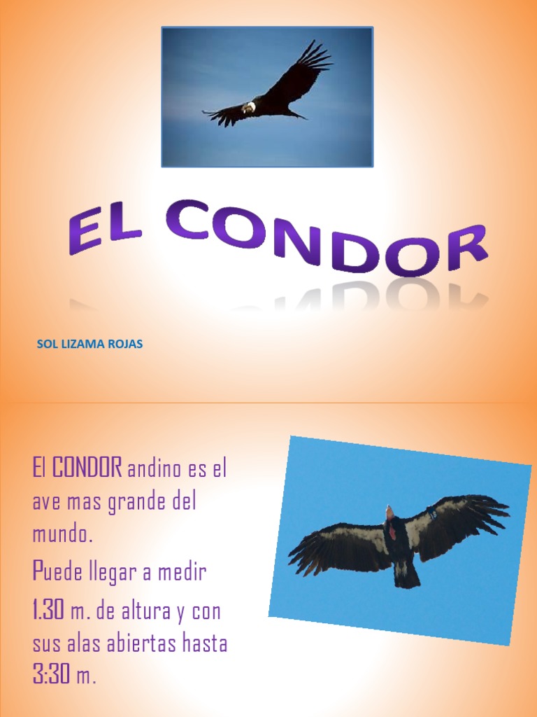 Condor | PDF