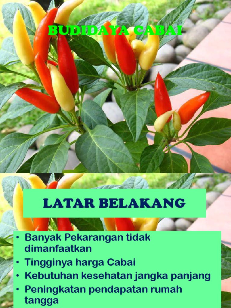 Panduan Budidaya Cabai di Pekarangan | PDF
