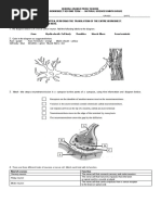 Nervous System Worksheet for Students | PDF | Neuron | Axon