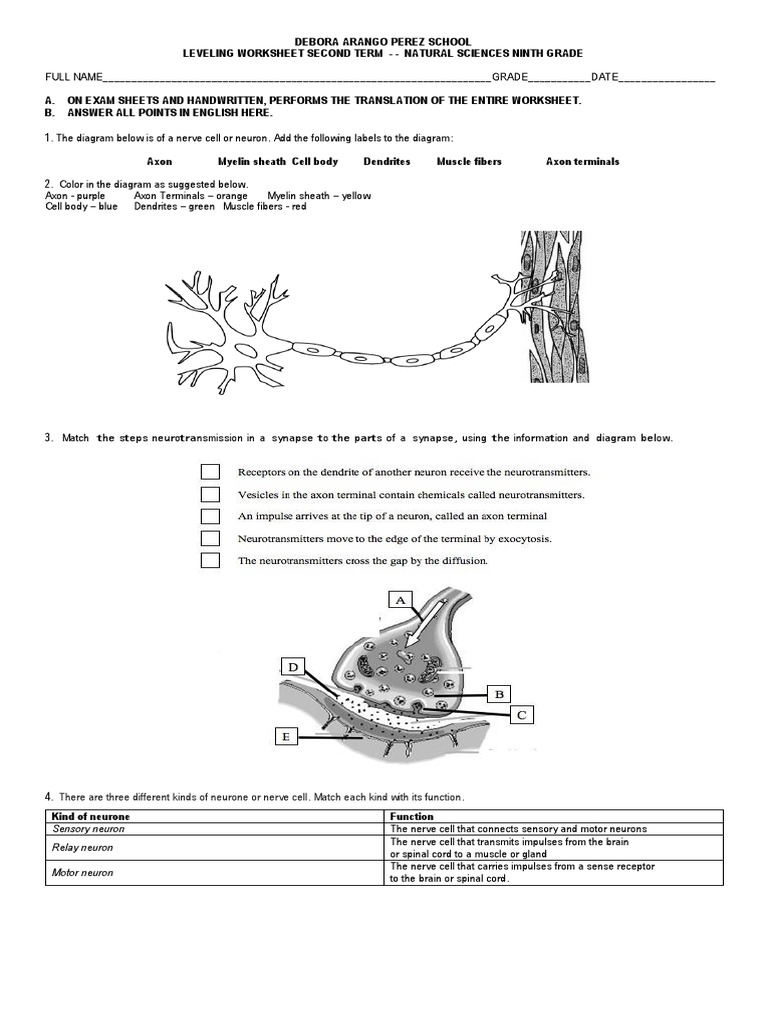 Ninth Grade Natural Sciences Worksheet | PDF | Neuron | Axon