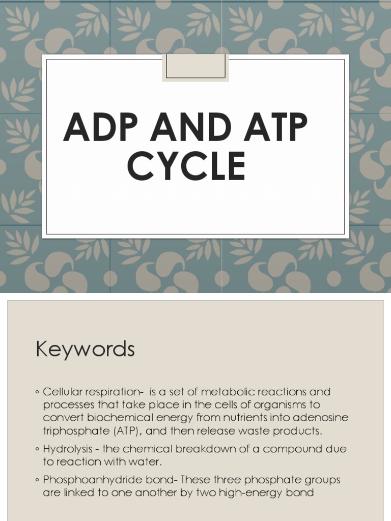 ATP ADP Cycle | PDF | Adenosine Diphosphate | Adenosine Triphosphate